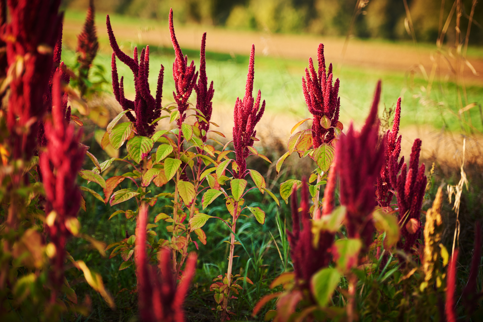 Jak jeść amarantus? - Go4taste